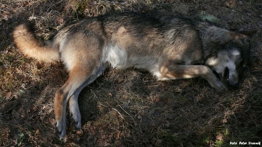 Pytliak zastrelil v ochrannom pásme TANAPu prísne chráneného vlka ...