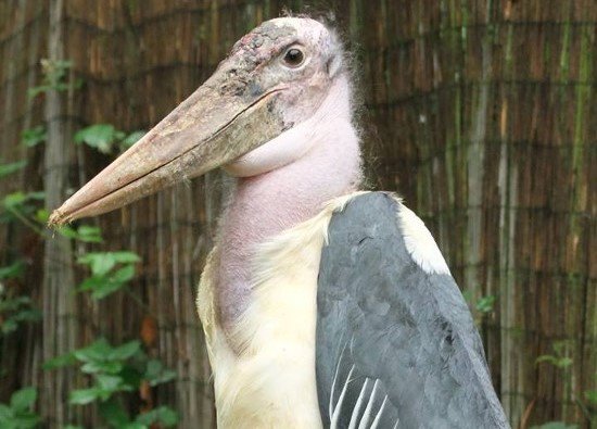 Do košickej zoo rodiny pribudla samica bociana marabu zdochlinára ...